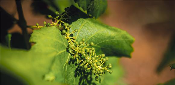 Crónica de Vanessa Schnitzer: A filosofia da videira - Diário do Alentejo
