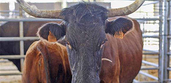 Feira de Garvão está de volta - Diário do Alentejo