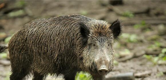 Caça ao javali autorizada até setembro - Diário do Alentejo