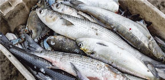 Festival do Peixe do Rio regressa neste fim de semana ao Pomarão ...
